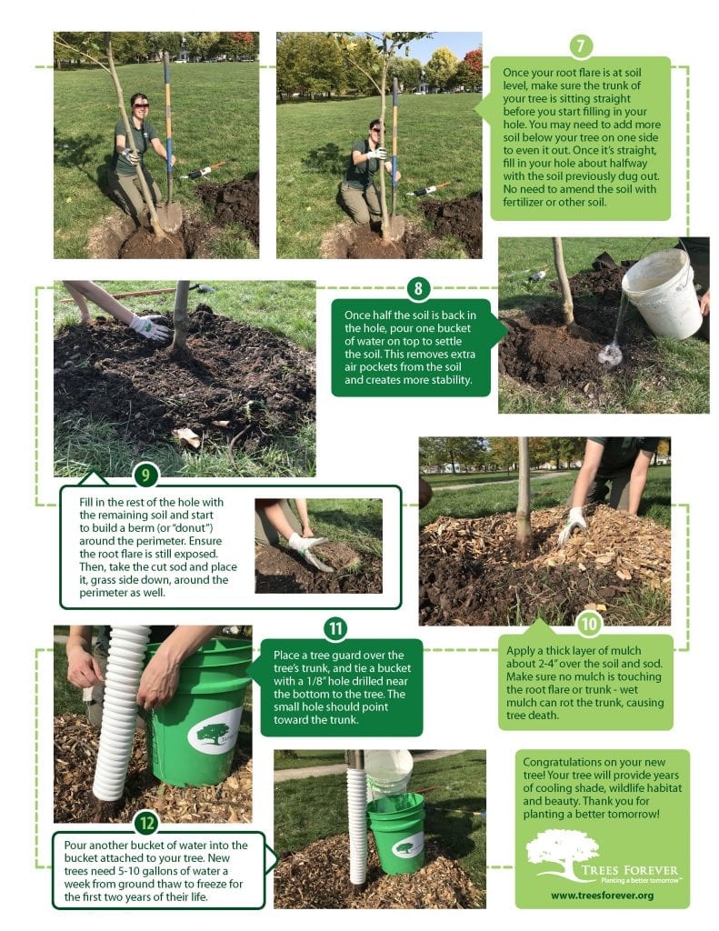 How to Plant a Tree (Tips from Trees Forever) | Indian Creek Nature Center