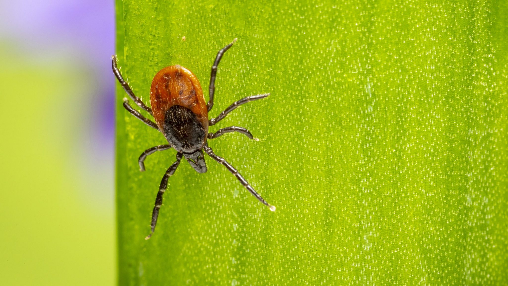10 Tips for Avoiding Ticks | Indian Creek Nature Center