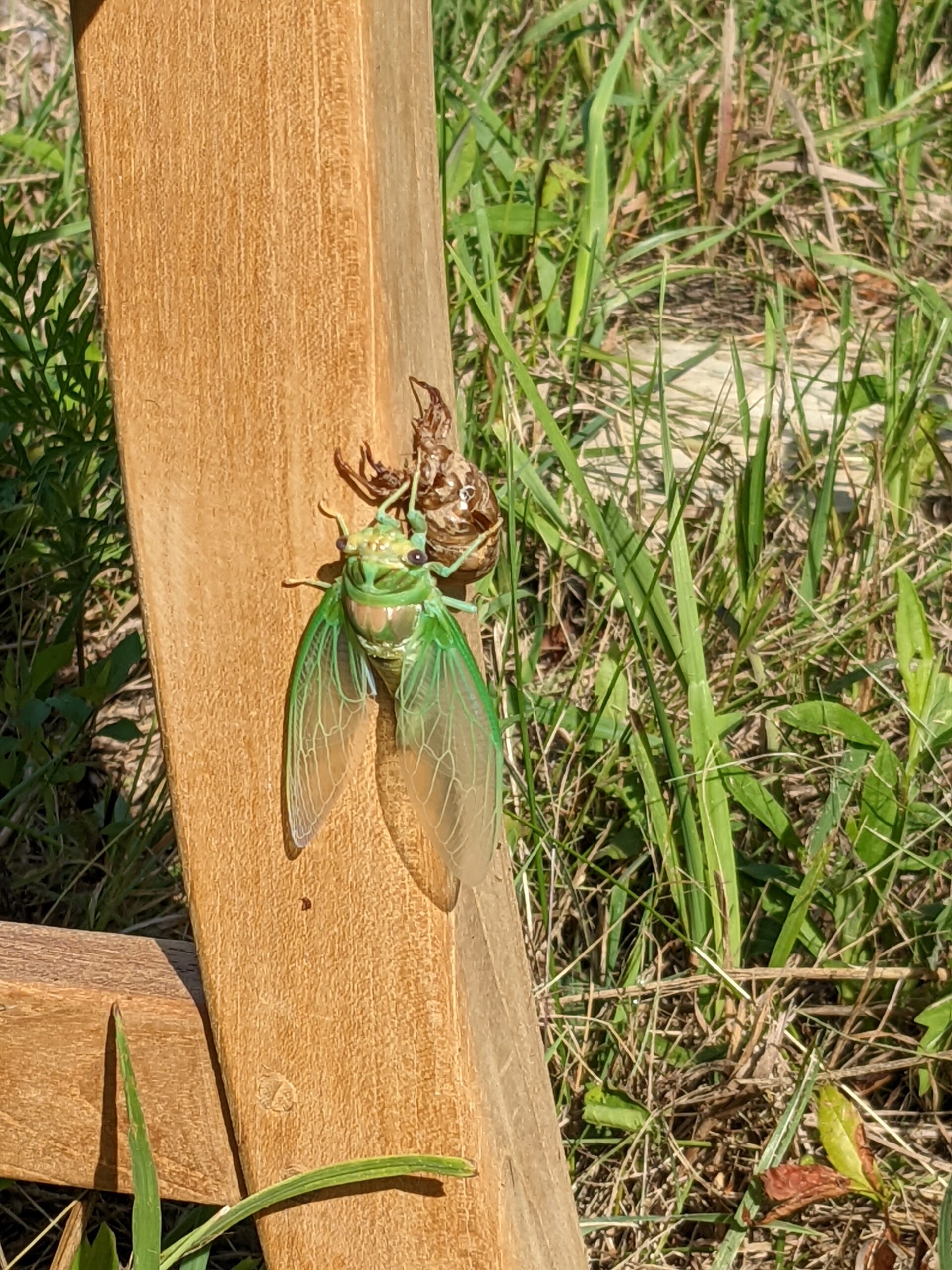 2024 Cicada Double Hatching | Indian Creek Nature Center